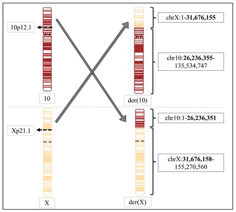 An Ultra Rare Manifestation Of An X Linked Recessive Disorder Duchenne
