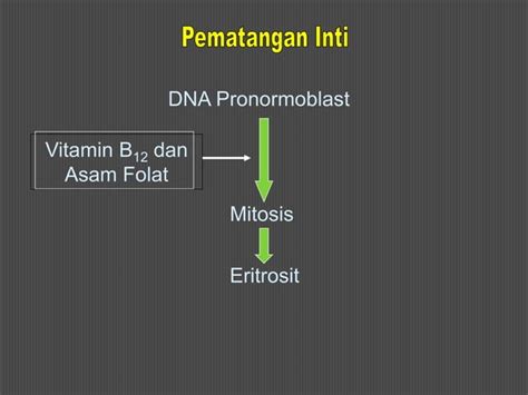 1 Hematopoeisis Pptx