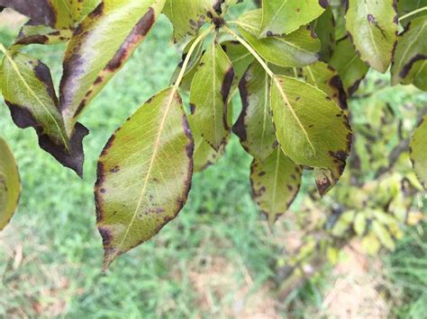 Pear Tree Leaf Disease Identification Pregnant Health Tips