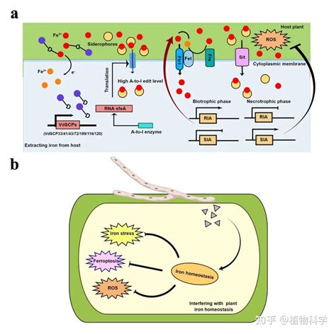 沈阳农业大学植物保护学院薛春生教授团队综述铁在植物与病原菌互作机理中的研究进展 知乎