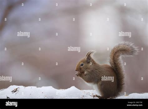 Japanese Squirrel Sciurus Lis Is A Tree Squirrel In The Genus Sciurus