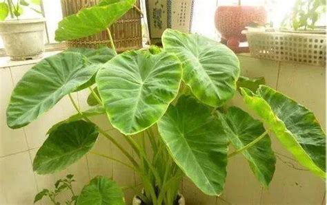 2種有毒的花別養家裏如果真喜歡可以用它來替代一模一樣 每日頭條