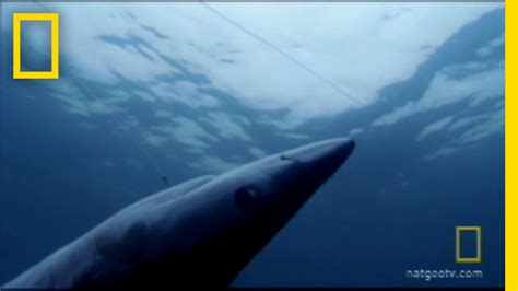 Are Shark Fins And Whale Flippers Analogous Top Answer Update