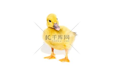 在白色隔绝的新出生的小逗人喜爱的黄色小鸭子。高清摄影大图 千库网