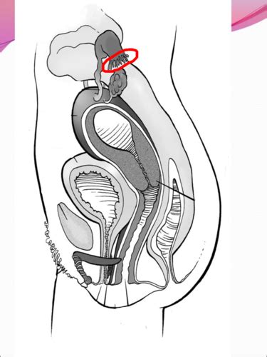 Unit 5 Sex Ed Flashcards Quizlet