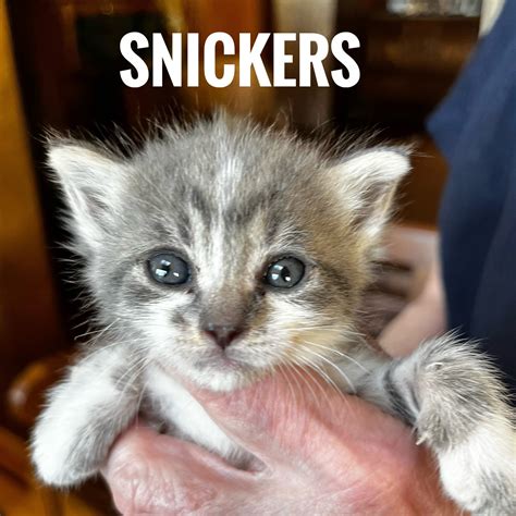 Snickers Adopted Toni S Kitty Rescue