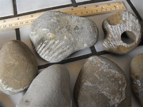 Scallop Shell Fossils Lot Oregon Beach Rocks With Holes Etsy