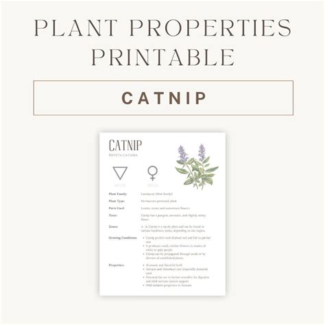Catnip Herbal Printable Detailed Plant Guide And Uses Spiritual