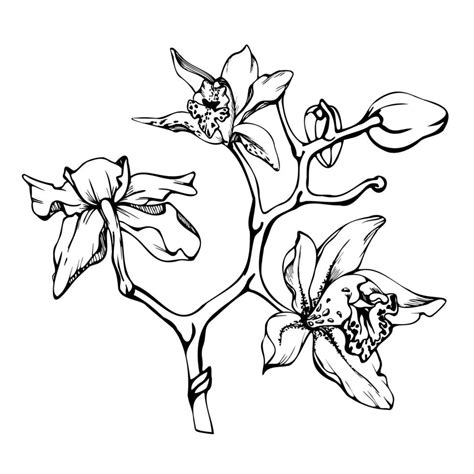 Orchid Flower Drawing Tattoo