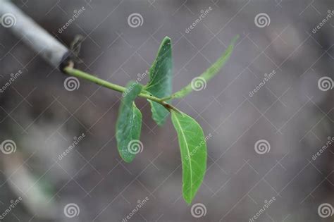 Close Up Of A Small Plant Sprout Showing Three Young Green Leaves