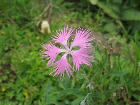 ススキ 猪名川万葉植物園四季の写真