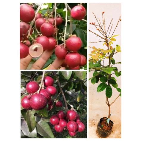 ต้นลำใยแดงอินโดทวาย หวานอร่อย ปลุก 1 ปีติดผล สูง70 90ซ ม แบบทาบกิ่ง Shopee Thailand