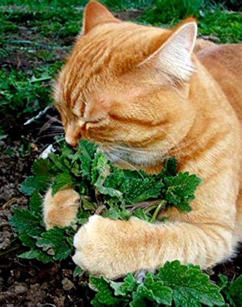 Catnip