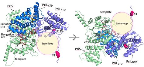 Frontiers Dna Primase Large Subunit Is An Essential Plant Gene For