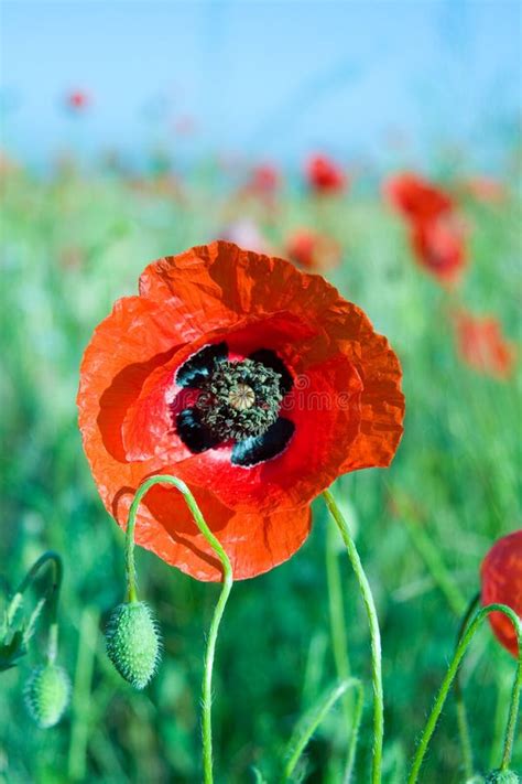 Beautiful Blown Bud Poppy And Poppy Close Up Middle Of A Field O Stock