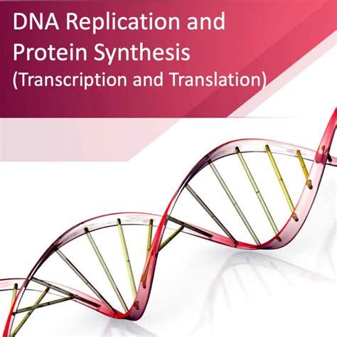 Dna Replication And Protein Synthesis Powerpoint By Biology Backpack