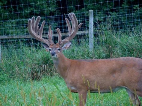 Spongebob Son 1 Sized  Deer And Cervid Farming Forum