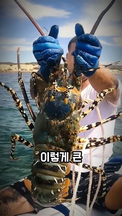 다리 자르고 튀는 가재 ㄷㄷ 가재잡이 다리자르기 루프트랩 수중촬영 바다사냥랍스터 대왕랍스터 Youtube