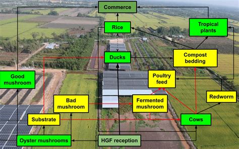 Hg Farms Closed Loop Farming Model Mushroom Cow Duck Rice