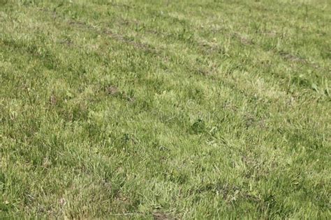 Freshly Mown Lawn Green Grass 2 Stock Image Image Of People Plant