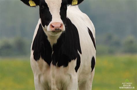 智慧畜牧数据平台:养殖大数据的深度挖掘aiotagro 爱农云联 致力于高效、安全的食品生产 智慧畜牧数据平台:养殖大数据的深度挖掘aiotagro 爱农云联 致力于高效、安全的食品生产