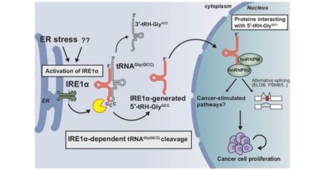 Chung Ang University Researchers Unveil The Biogenesis And Role Of Transfer Rna Fragments In