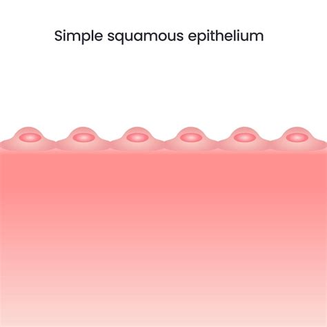 Premium Vector Simple Squamous Epithelium