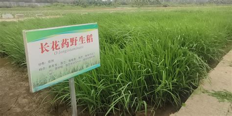 果然有种 探访国家野生稻种质资源圃已有 种野生稻 万份种质资源三亚安家 新闻中心 南海网