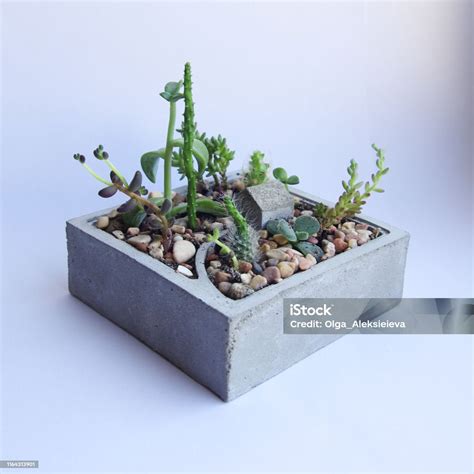 콘크리트 냄비에 다육 식물과 선인장의 미니 정원 작은 묘목을위한 수제 콘크리트 냄비 회색 시멘트 로프트 스타일의 인테리어 장식 매크로 촬영 식물 Diy에 대한 스톡 사진 및