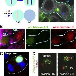 Framework Of Asymmetric Cell Division A And B Asymmetric Cell Download Scientific Diagram