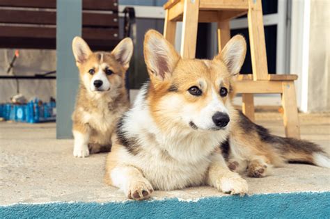 두 웨일스 어 펨 브로크 코기 가족의 초상화는 집 근처 콘크리트 바닥에 누워 카메라를 바라보고 있습니다 개 사육 0명에 대한