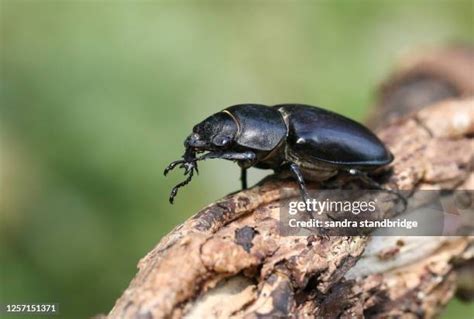 Tree Beetles Photos And Premium High Res Pictures Getty Images