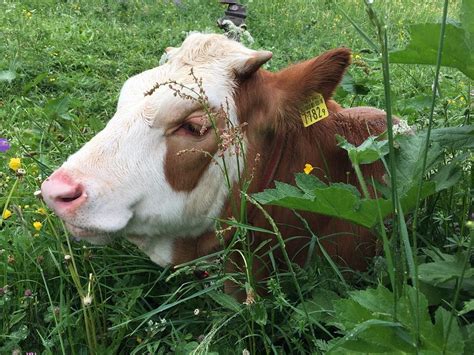 Asr Decoding 隨著語音、發音詞典和語言模型的建立並在前一篇文章中討論，我們已經準備好將音訊片段 By Moris