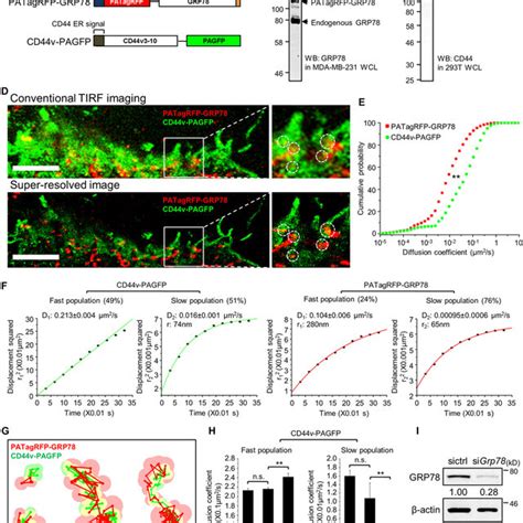 Dual Color Single Particle Tracking Reveals The Interaction And Download Scientific Diagram