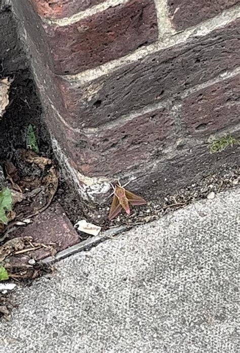 Id Request Moth Butterfly 5th Dimensional Eldritch Being R Insects