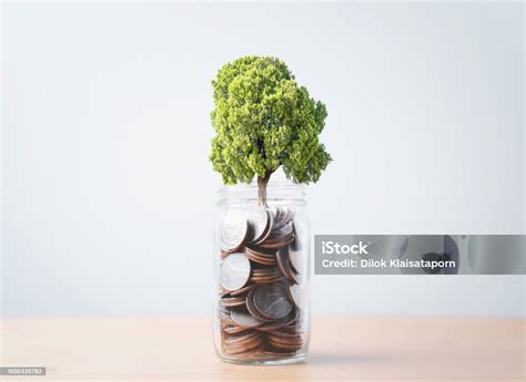 동전 안에 녹색 나무 성장 돈을 절약하기 위한 돈 항아리 저축 예금 투자를 통해 이익과 배당 개념을 증가시킵니다 0명에 대한 스톡 사진 및 기타 이미지 Istock