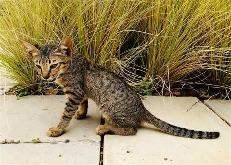 Resolving Common Apache Tomcat Installation Issues MoldStud