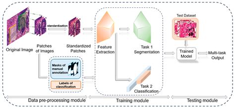 A Multi Task Convolutional Neural Network For Lesion Region