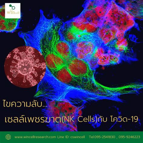 ไขความลับเซลล์เพชฆาตnk Cells กับโควิด Wincell Research