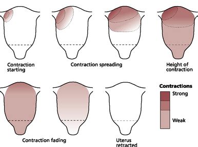 Components Of The Uterus