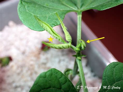Day 16 From Seed To Seed A Pictorial Story Showing How A Bean Plant