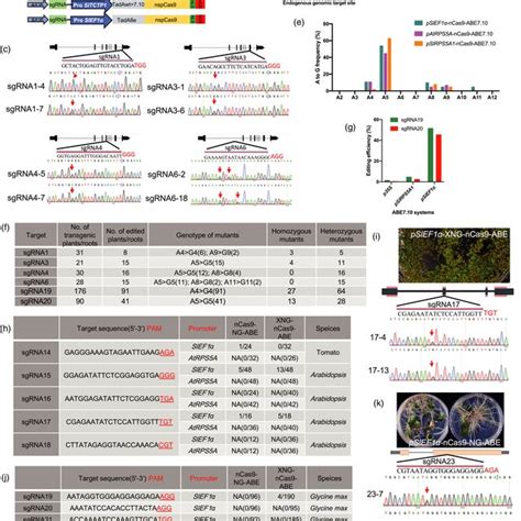 Analyses Of Adenine Base Editing Efficiencies A Schematic Download Scientific Diagram