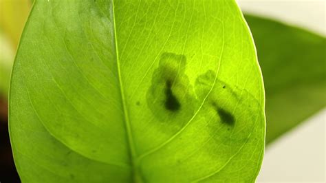 Mouli Chakraborty Posted On Linkedin