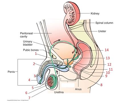 Labeling Organs Of The Male Reproductive System Quiz