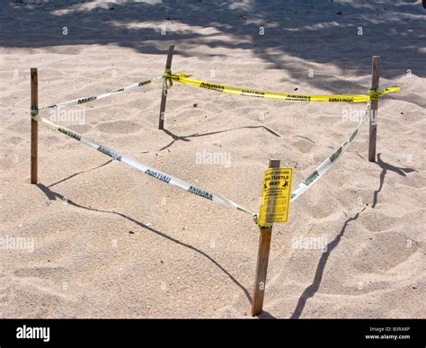 Sea Turtle Nest On Florida Beach Marked Off To Protect The Eggs Fort