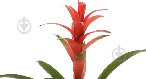 ᐉ Растение Бромелия микс 13/50 • Купить в Киеве, Украине • Лучшая цена ...