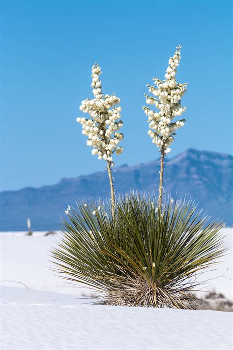 New Mexico State Flower Yucca Facts New Mexico Pictures And Facts
