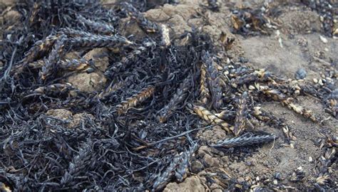 Війна з рф завдала українському сільському господарству збитків на 40 85 млрд —