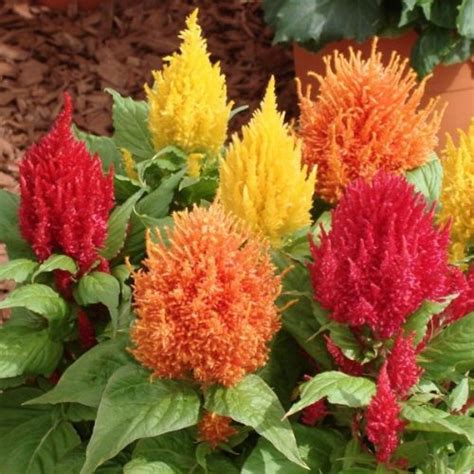 Bunga Celosia Bunga Jengger Ayam Memang Menawan Urban Garden
