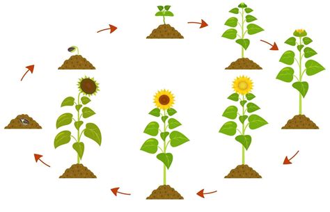 Sunflower Life Cycle Infographic Of Plant Growth Stages From Seed To
